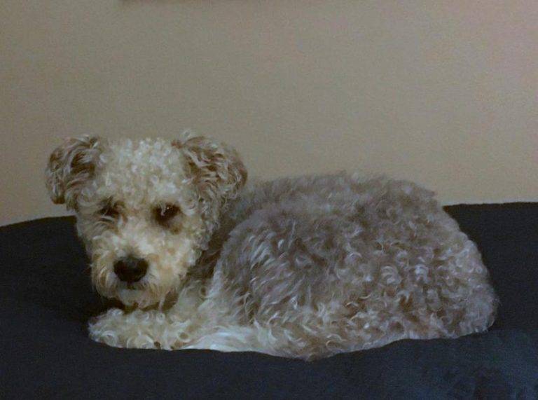 Adorable Schnoodle Mix For Adoption in Austin Texas - 4 YO Male Fixed ...