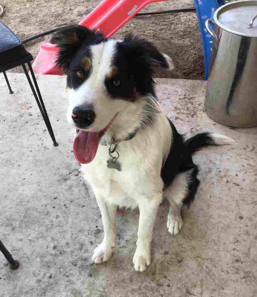REHOMED - Austin TX - Border Collie Puppy For Adoption - Meet Percy