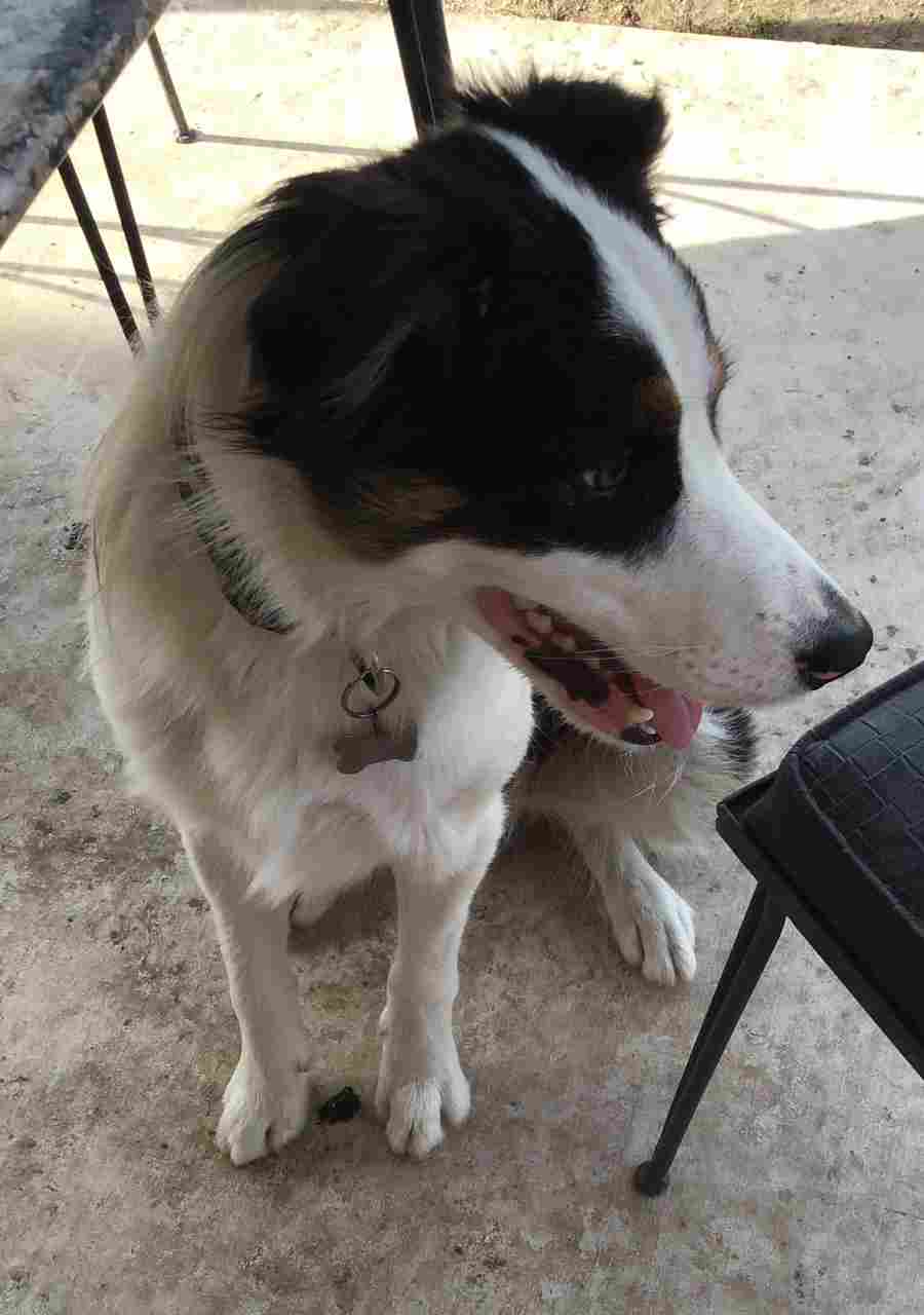 REHOMED - Austin TX - Border Collie Puppy For Adoption - Meet Percy