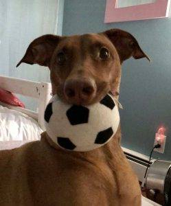 Rhodesian Ridgeback Vizsla Mix Dog For Adoption In Port Washington NY ...