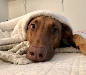 Rhodesian Ridgeback Vizsla Mix Dog For Adoption In Port Washington NY ...