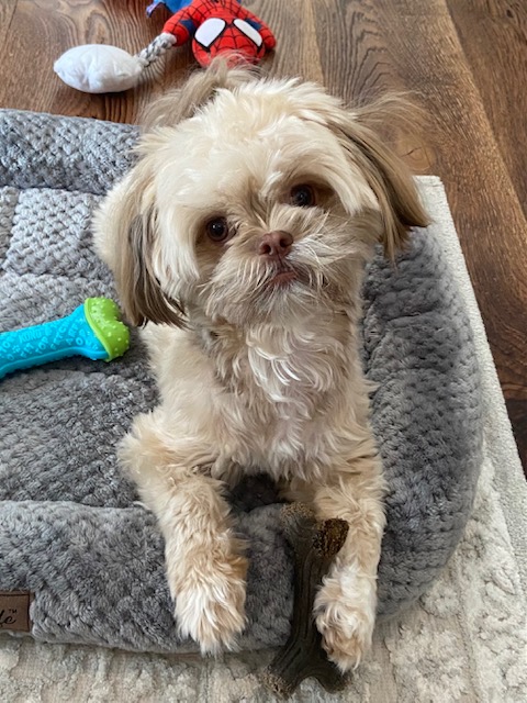 Havashu (Havanese Shih-Tzu Mix) Dog For Adoption In Chicago IL - Meet ...