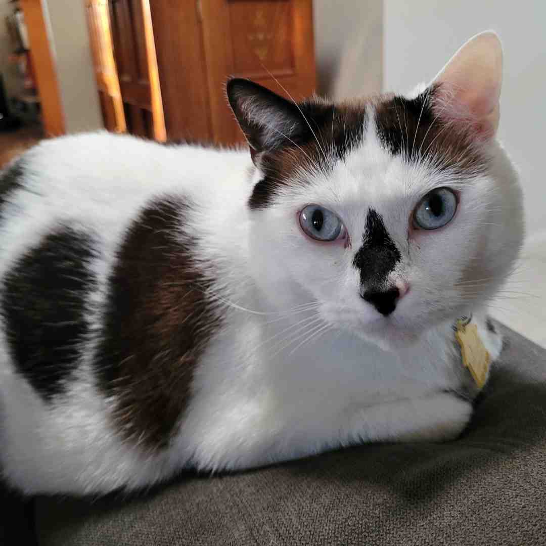 Bonded Ragdoll and Russian Blue Mix Cats For Adoption in San Diego CA ...