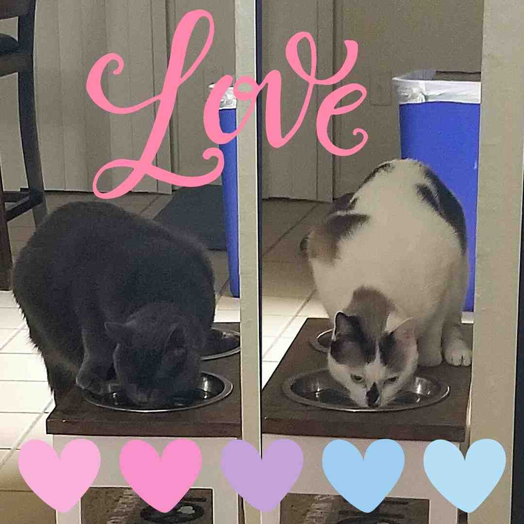 Bonded Ragdoll and Russian Blue Mix Cats For Adoption in San Diego CA ...