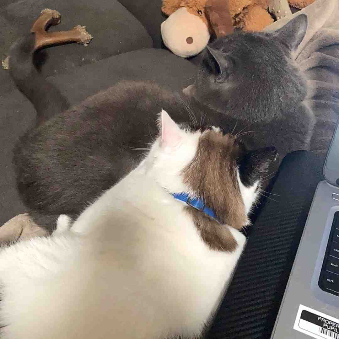 Bonded Ragdoll and Russian Blue Mix Cats For Adoption in San Diego CA ...