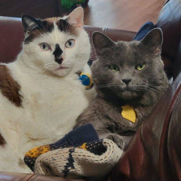 Bonded Ragdoll and Russian Blue Mix Cats For Adoption in San Diego CA ...