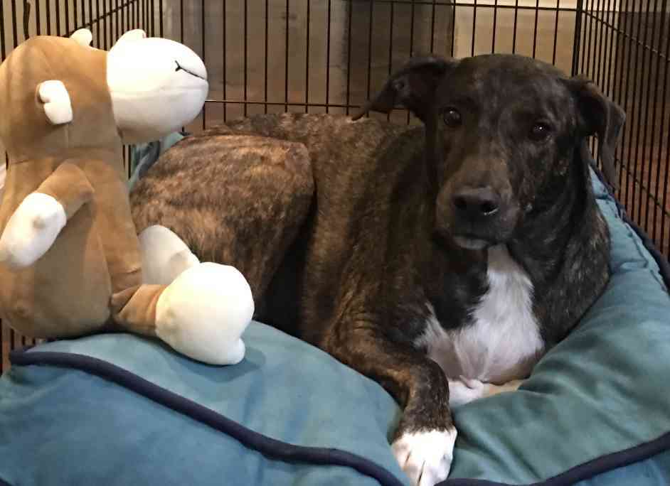 Raindrop Whippet Bulldog Mix Dog For Adoption Jacksonville Florida ...