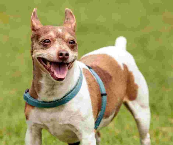 Rat Chi Dogs - All About The Rat Terrier Chihuahua Mix (Chirat) Dog ...