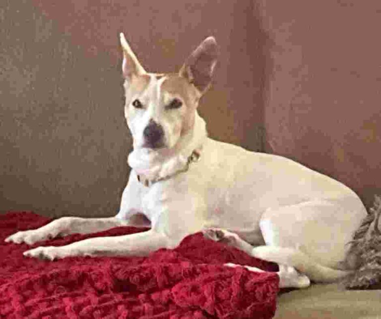 Rat Chi Dogs - All About The Rat Terrier Chihuahua Mix (Chirat) Dog ...