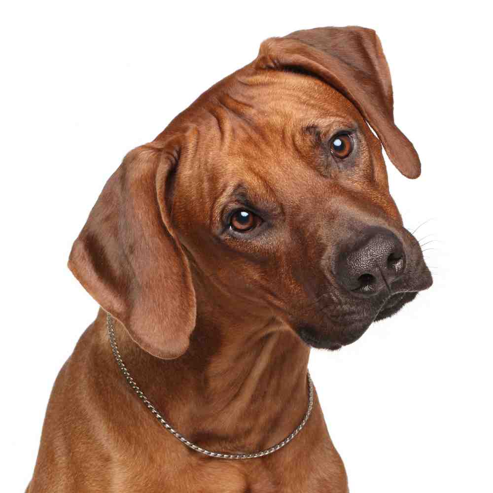 Rhodesian Ridgeback Dog For Adoption - Pet Rehoming Network