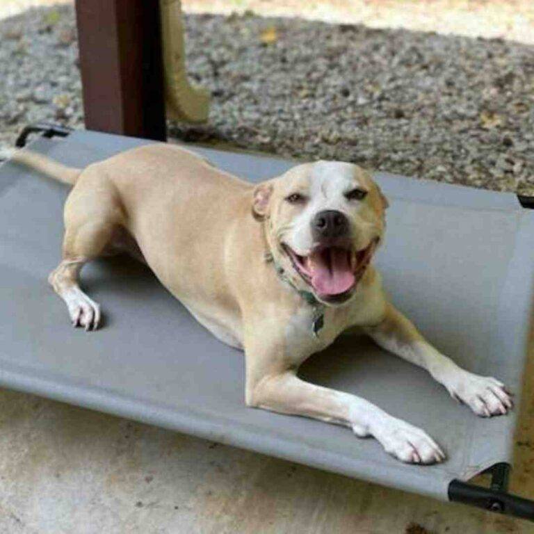 Obedience Trained Amstaff Yellow Lab Mix Dog For Adoption in Atlanta GA ...