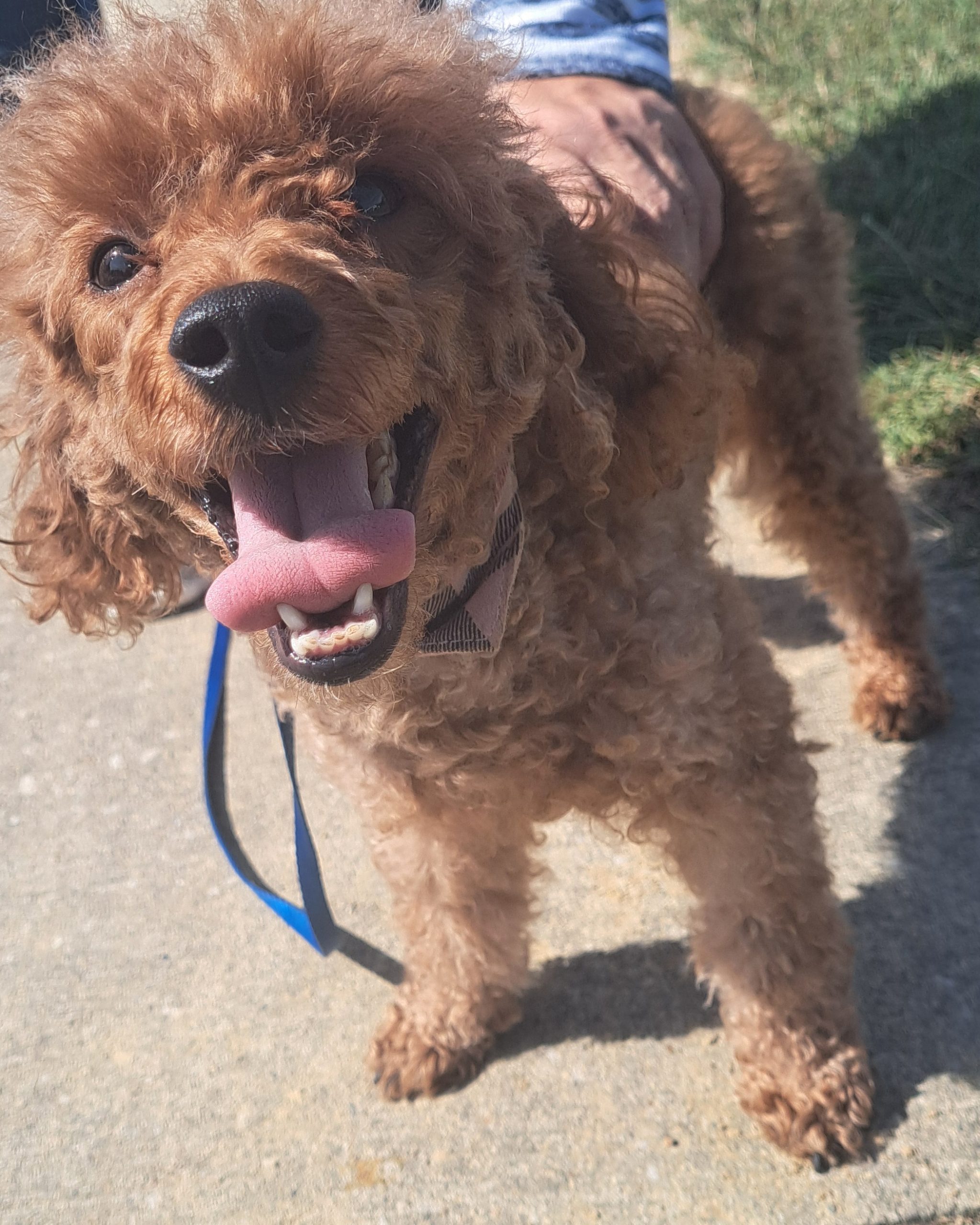 Miniature Poodle Dog For Adoption In Lexington KY - Meet Sweet Sadie ...