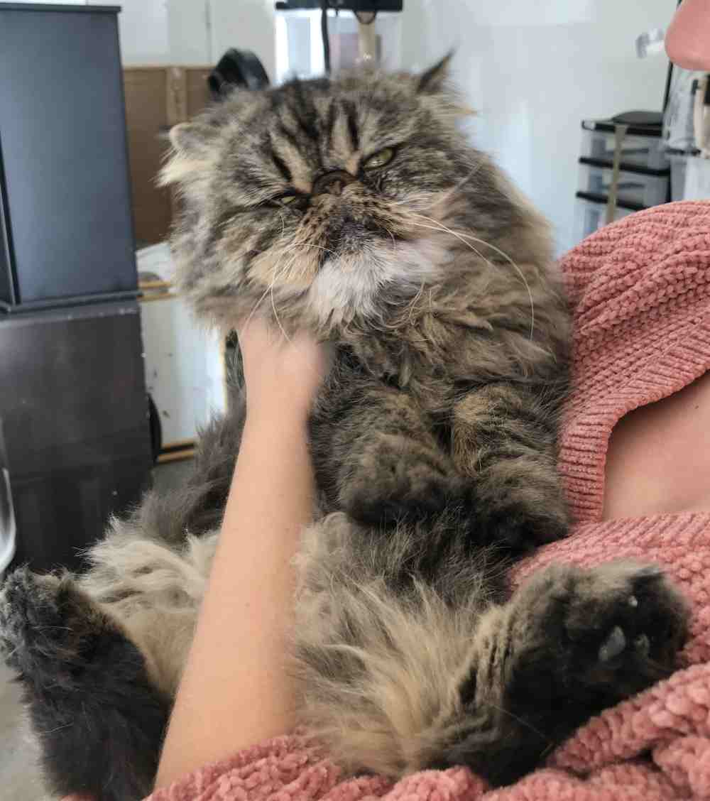 ADOPTED - San Diego CA Bonded Persian Cat Siblings - Pet Rehoming Services