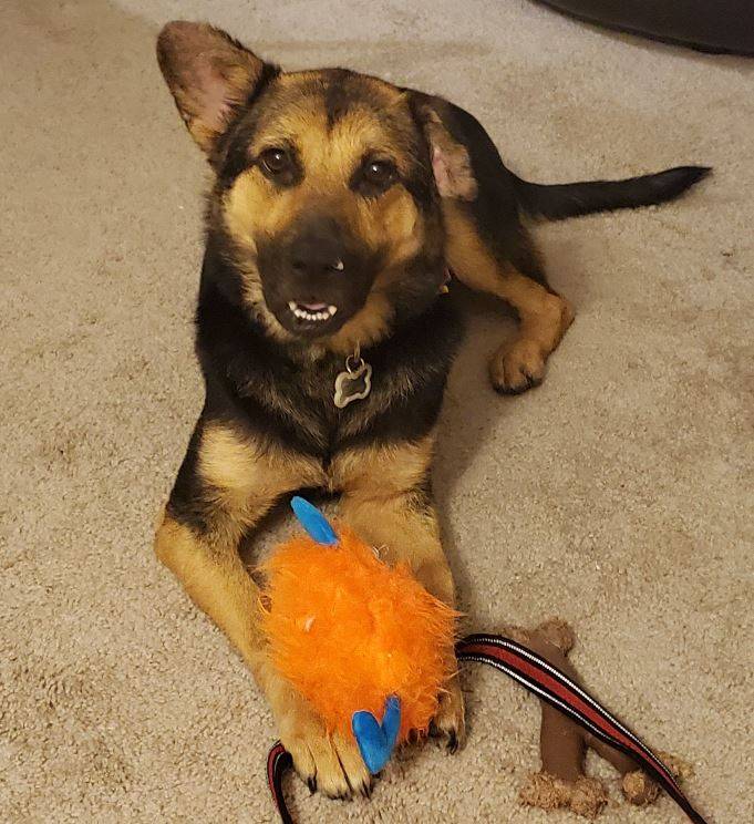 German Shepherd Mix Dog For Adoption In Panama Beach Florida - Supplies ...