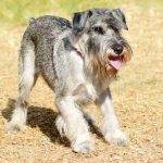 Standard Schnauzer Dog Breed Information Guide Pet Rehoming Services