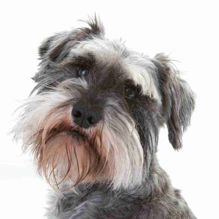 Standard Schnauzer Dog Breed Information Guide Pet Rehoming Services