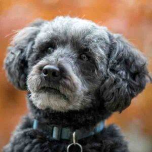 Find Schnoodles For Adoption Near You - Rehome Or Adopt Today!