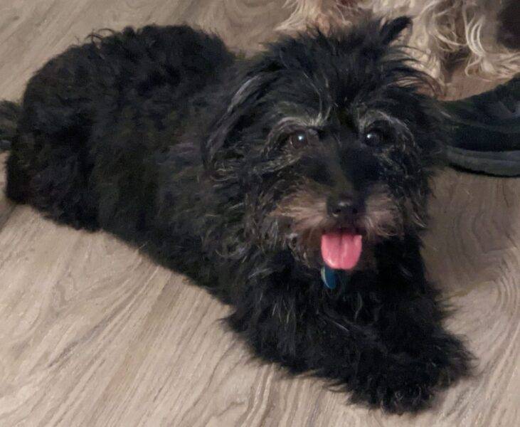 Scottish Terrier Scottie Dog For Adoption In Sacramento CA - Supplies ...