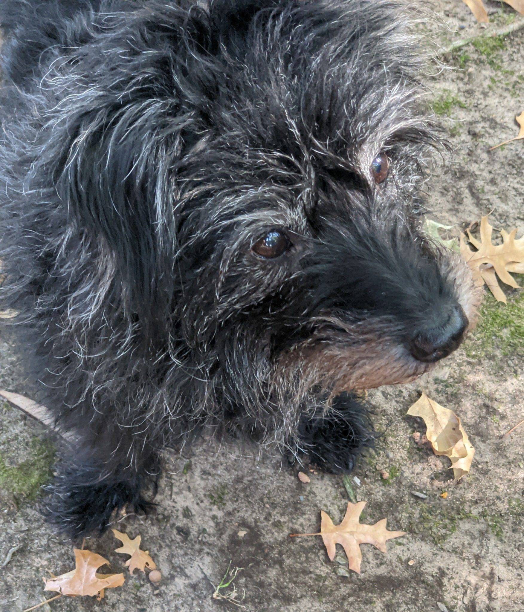 Scottish Terrier Scottie Dog For Adoption in Sacramento CA - Supplies ...