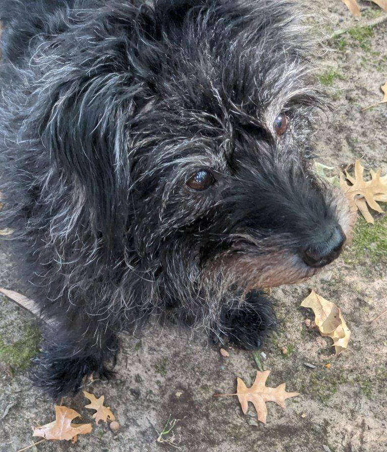 Scottish Terrier Scottie Dog For Adoption In Sacramento CA - Supplies ...