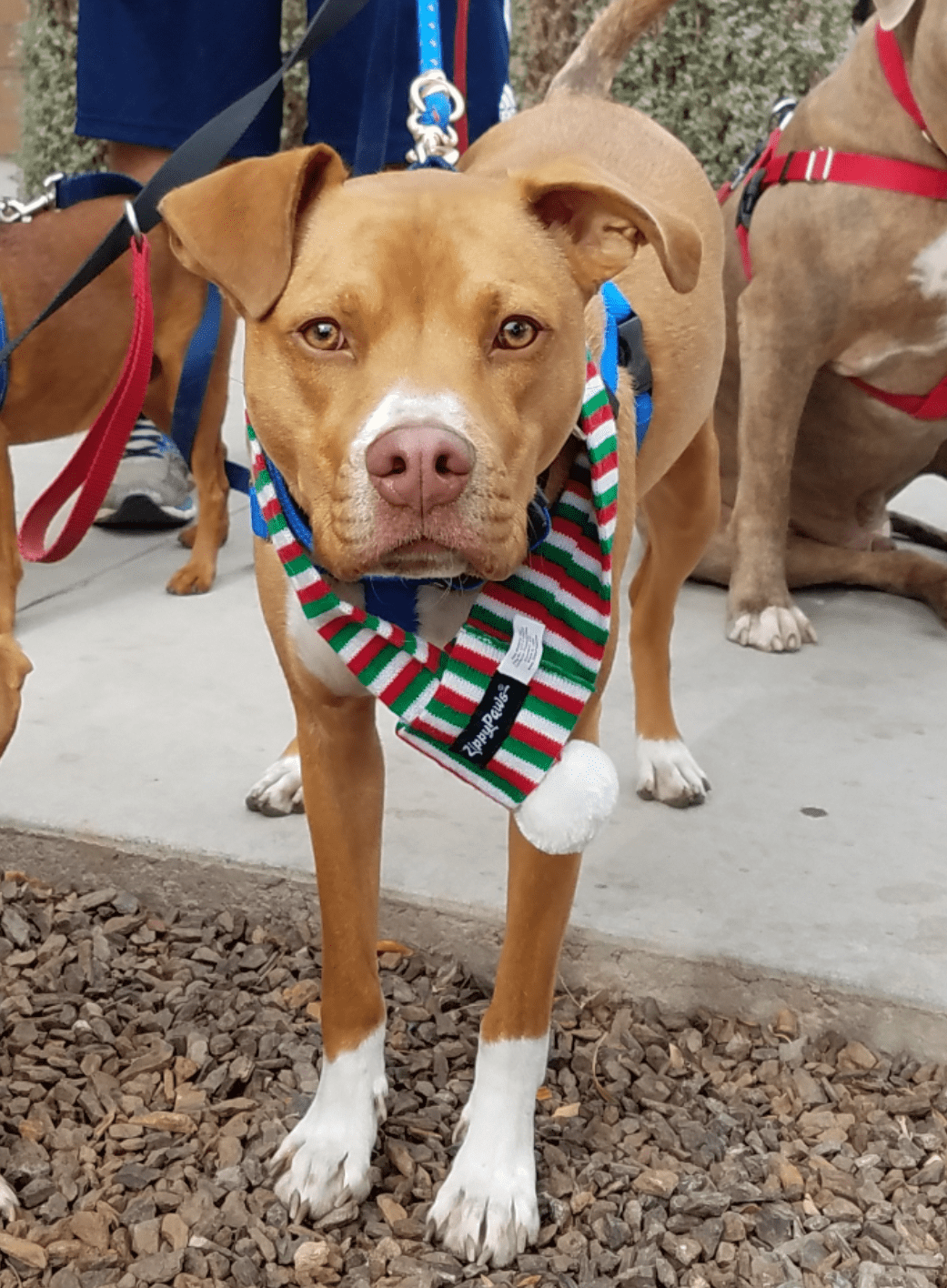 Boxer Mix Dog For Adoption in Chandler AZ - Henry 1 YO Fixed Male