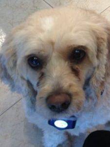 Senior Cockapoo For Adoption White Plains 4 - Pet Rehoming Services