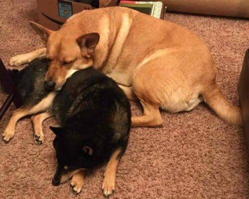 Yellow Lab Shiba Inu Mix Dog For Adoption in San Diego Bonita ...