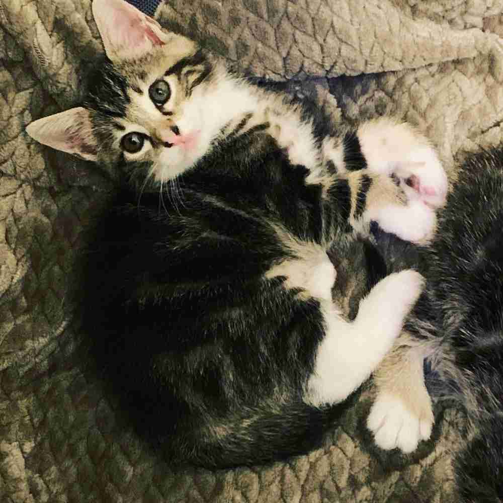 Siamese Tabby Mix Cat For Rehoming In Houston TX 1 (5) - Pet Rehoming ...
