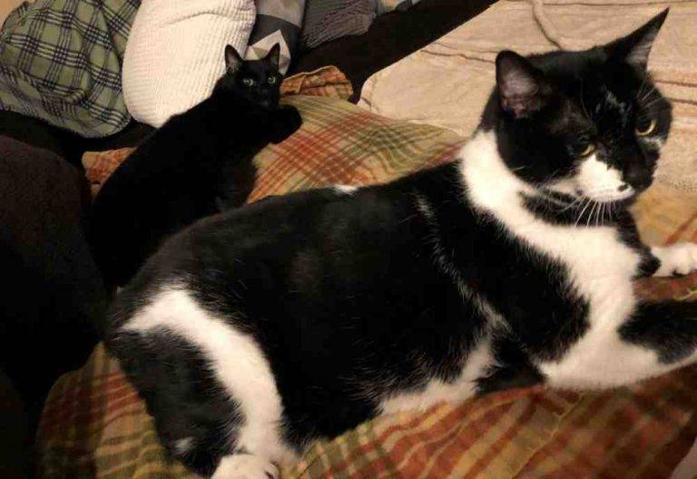 Stunning Black and White Cat For Adoption Near San Diego CA - Adopt Sid