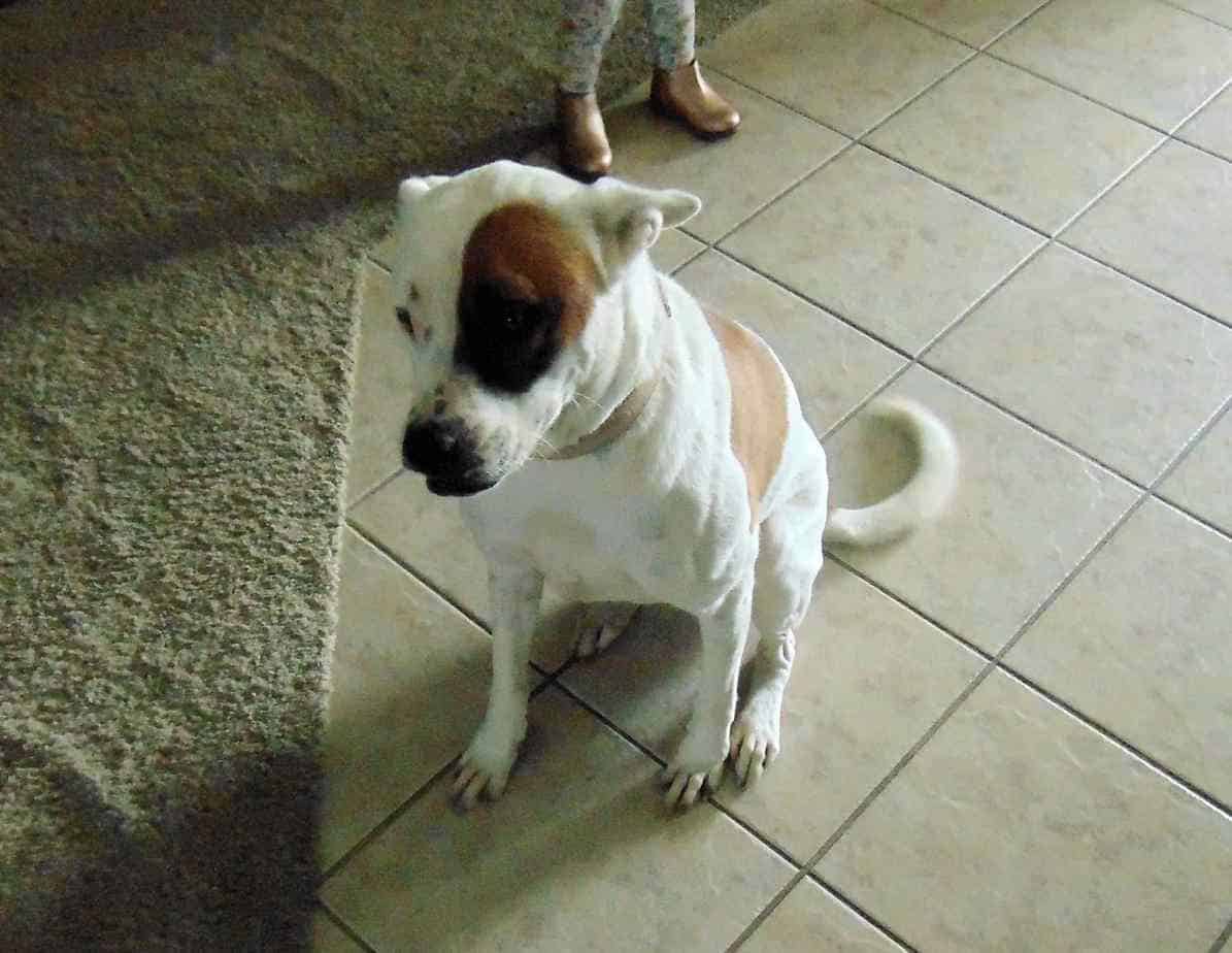 Skylar - Border Collie Mix Dog For Adoption Houston TX 4 - Pet Rehoming ...