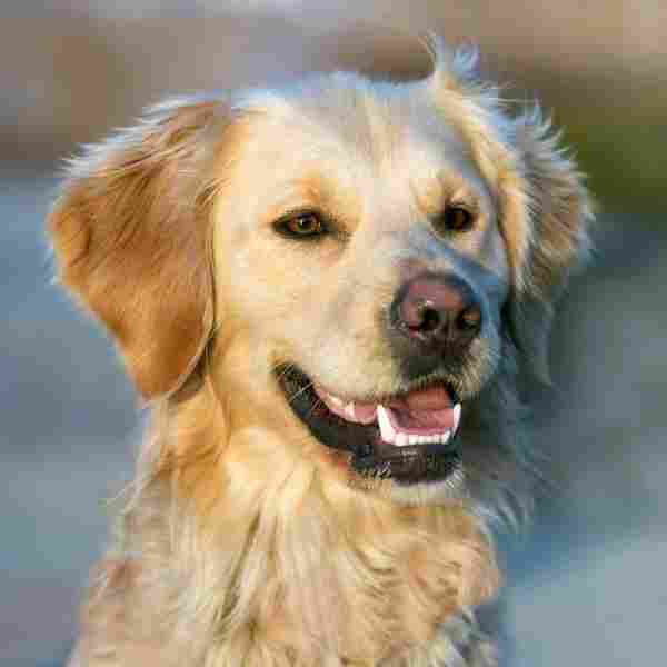 Private Pet Rehoming Services USA & Canada - Get Our Expert Helpl