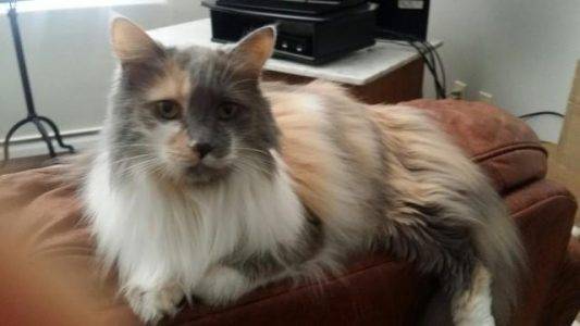 Stunning Long Haired Calico Norwegian Forest Cat Mix For Adoption In ...