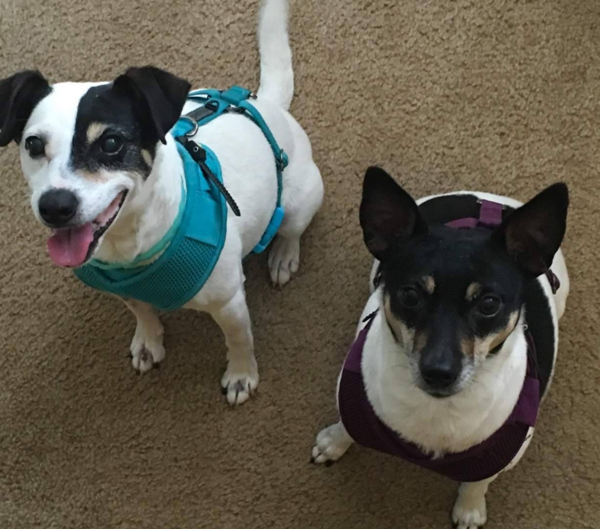 STAYING WITH OWNER - SPANKY AND ROZAN - Bonded M&F Jack Russell and Rat Terrier Mix Dogs Seattle ...