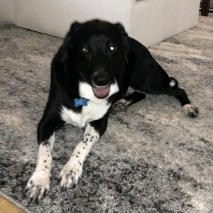 ADOPTED - STANLEY - English Springer Spaniel Black Lab Mix Dog Denver CO