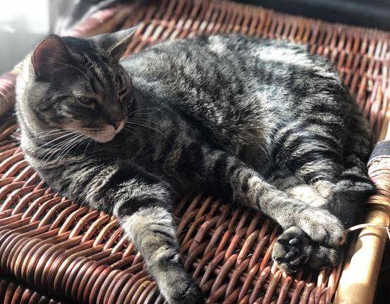 Steve Tabby Cat For Adoption In Brooklyn NY 5 - Pet Rehoming Network