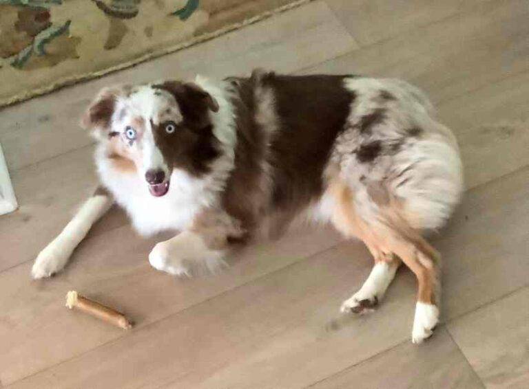 Mini Australian Shepherds For Adoption Near You - Rehome or Adopt a ...