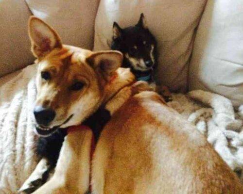 Yellow Lab Shiba Inu Mix Dog For Adoption in San Diego Bonita ...