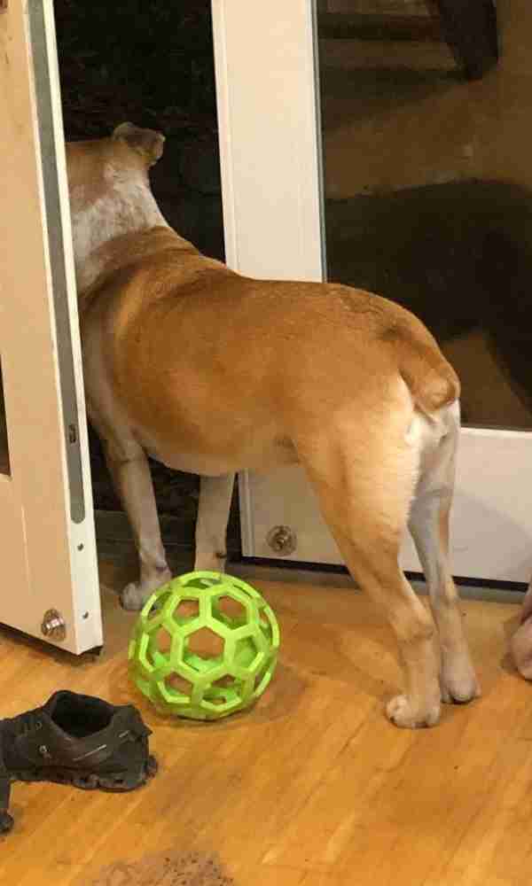 Suki Su Yellow Labrador Retriever Australian Cattle Dog ACD Heeler Mix ...