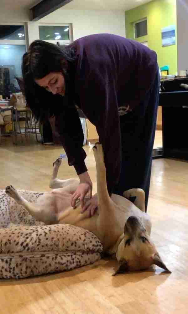 Suki Su Yellow Labrador Retriever Australian Cattle Dog ACD Heeler Mix ...