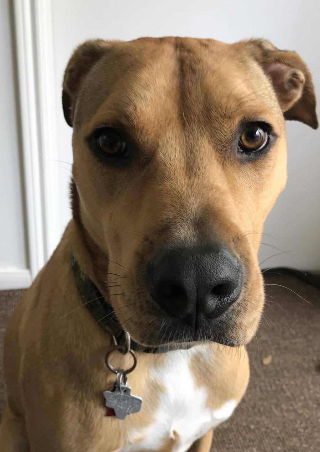 Pitbull Hound Mix Dog For Adoption in Houston TX