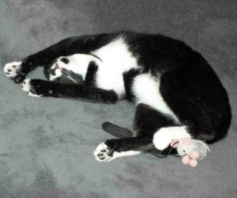 Meet Tanner: Adorable Polydactyl Tuxedo Cat for Adoption in Jacksonville