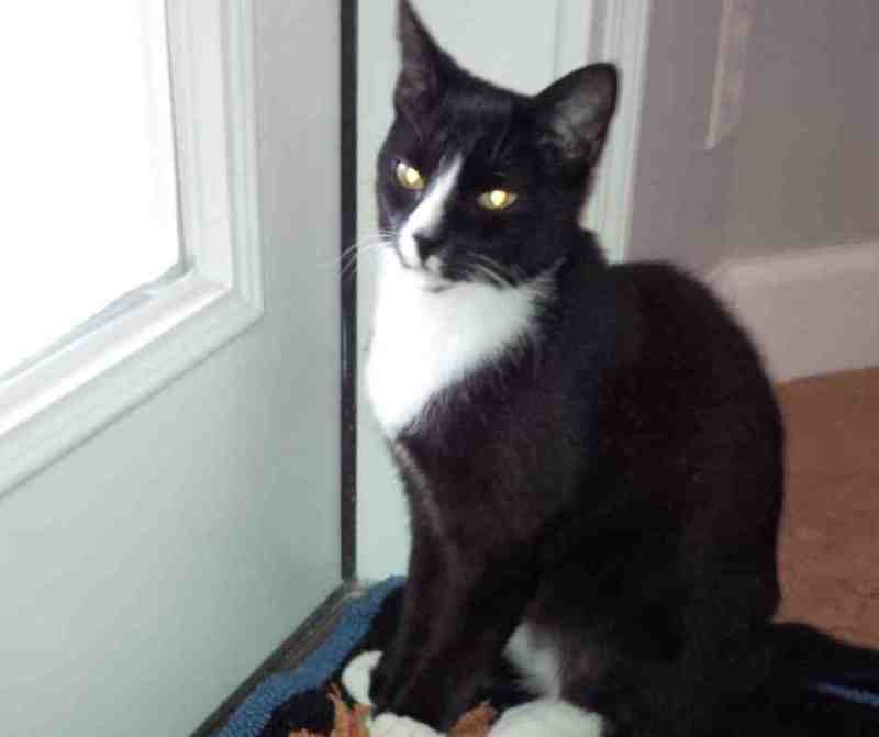 Meet Tanner: Adorable Polydactyl Tuxedo Cat for Adoption in Jacksonville