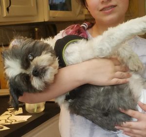 Shih Tzu Lhasa Apso Mix Dog For Adoption in Middletown Connecticut ...