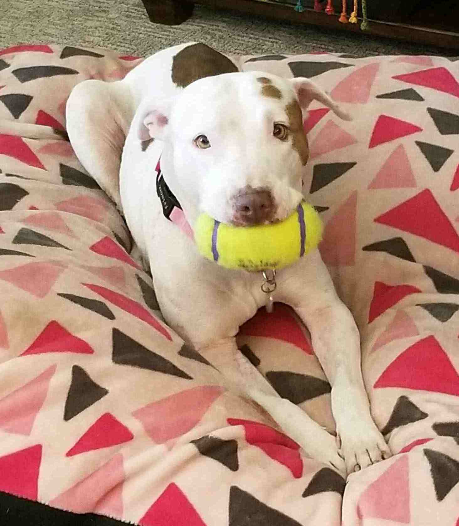 Phoenix AZ - Amazing Bull Terrier American Bulldog Mix For Adoption ...