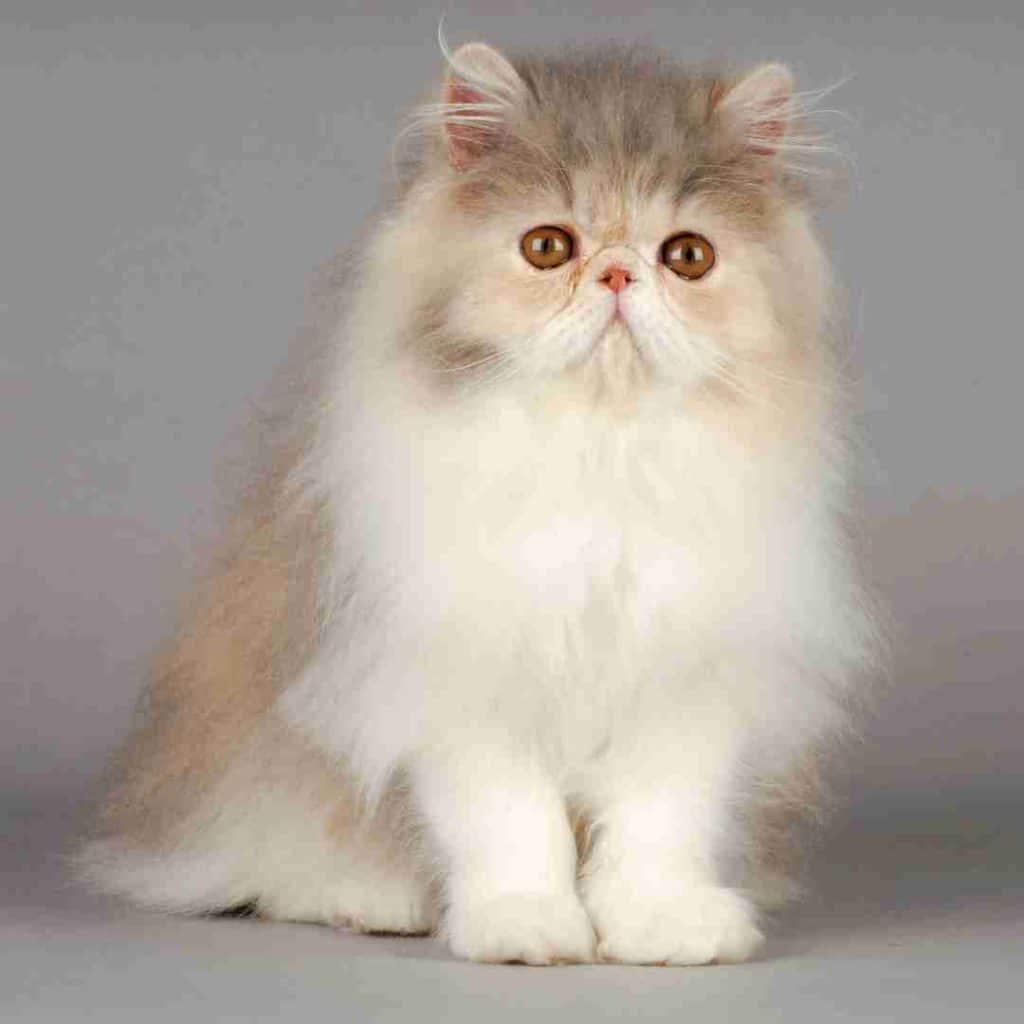Persian Cats Pet Rehoming Services