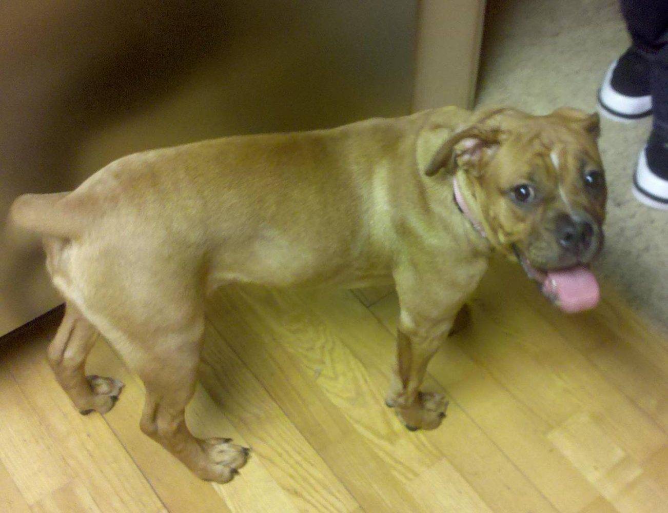 English Bulldog Boxer Mix For Adoption Clearwater Florida - Adopt Tilly ...