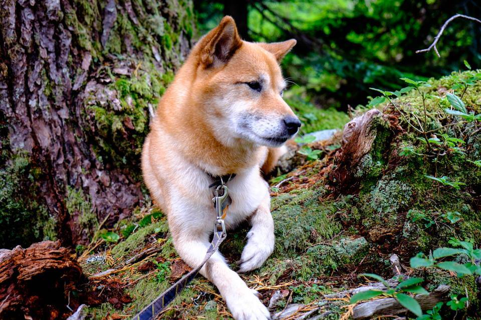 Toshi - Pet Rehoming Network