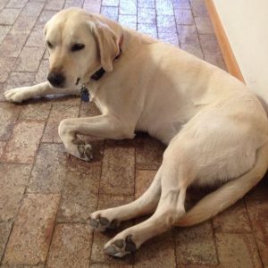 Labrador Retriever Rehoming Success Story - Vanilla - Albuquerque NM
