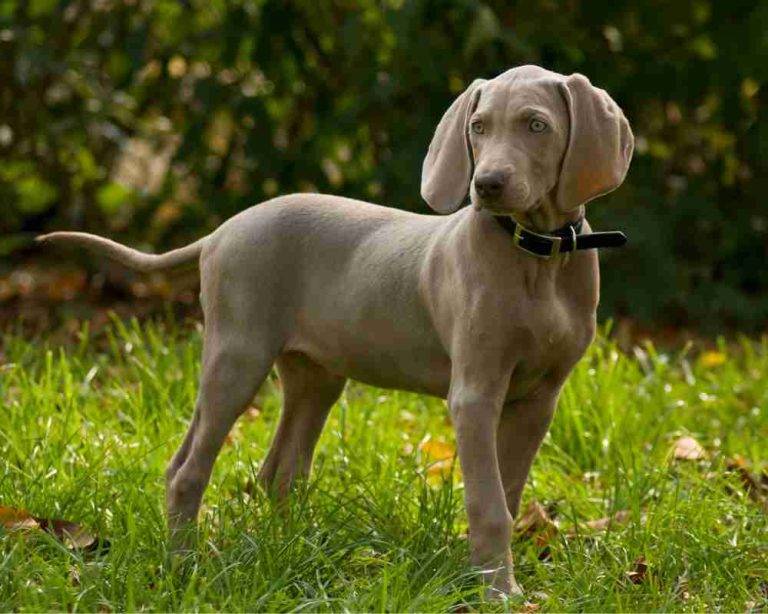 Weimaraners For Adoption - Rehome Or Adopt A Weimaraner Dog Or Puppy - Pet Rehoming Services