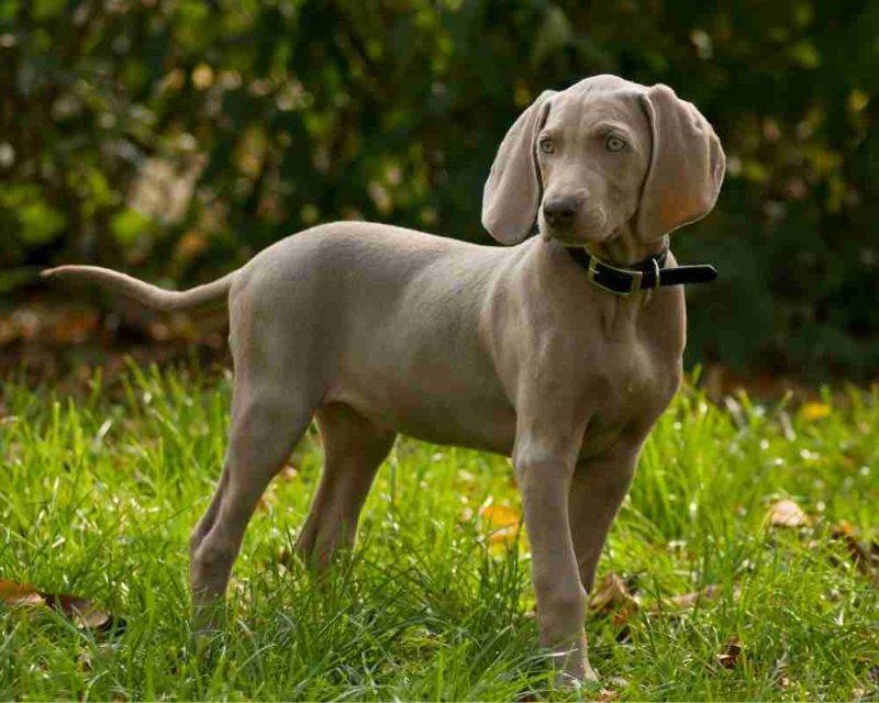 Weimaraners For Adoption - Rehome Or Adopt A Weimaraner Dog Or Puppy - Pet Rehoming Services